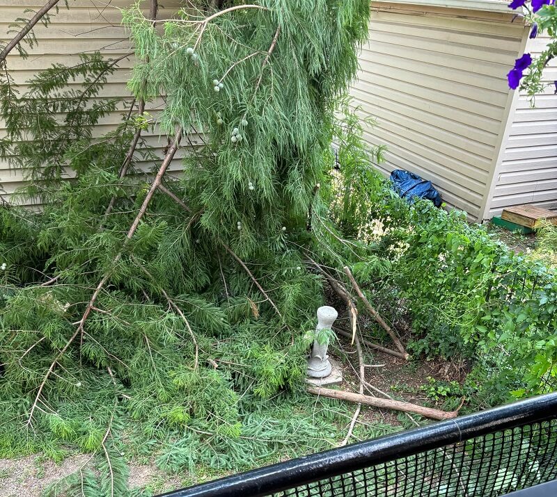 Tenant deflated after neighbor destroys 'beautiful' tree over feud with ...