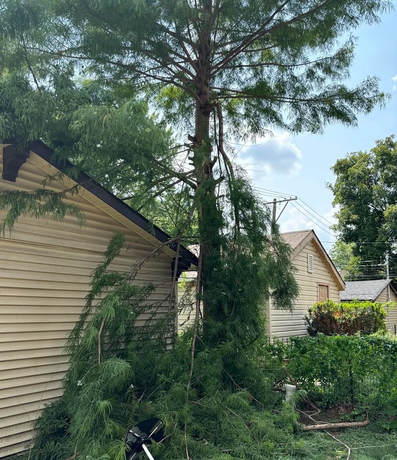 Tenant deflated after neighbor destroys 'beautiful' tree over feud with ...