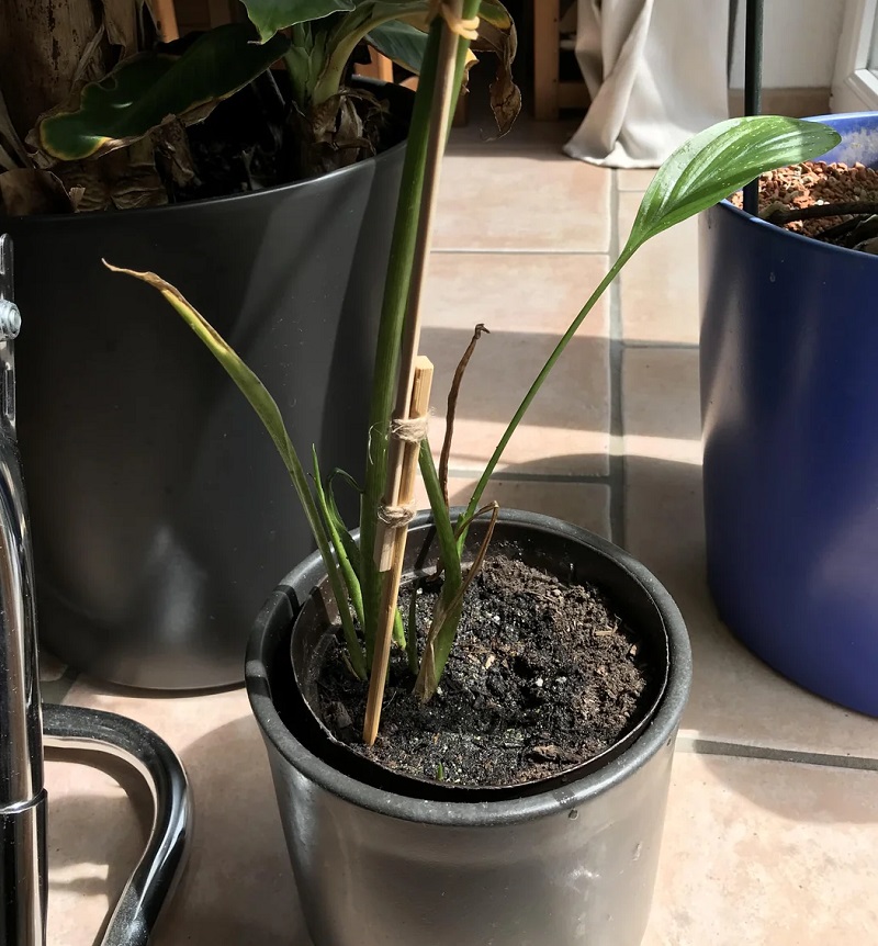 Plant lover shares genius use for those long-forgotten chopsticks in ...