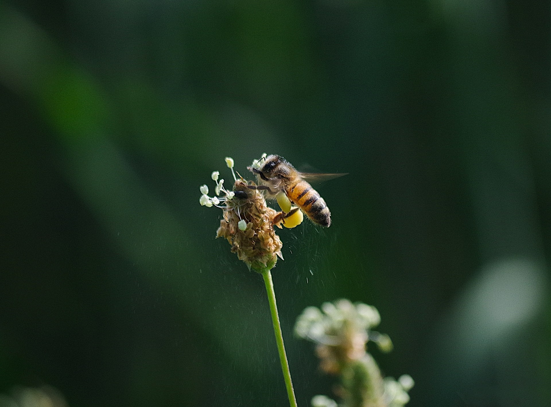 Scientists sound alarm over disturbing threat to insect populations ...