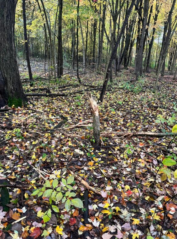 Homeowner distressed after trespassing neighbor bulldozes nearly 200 ...