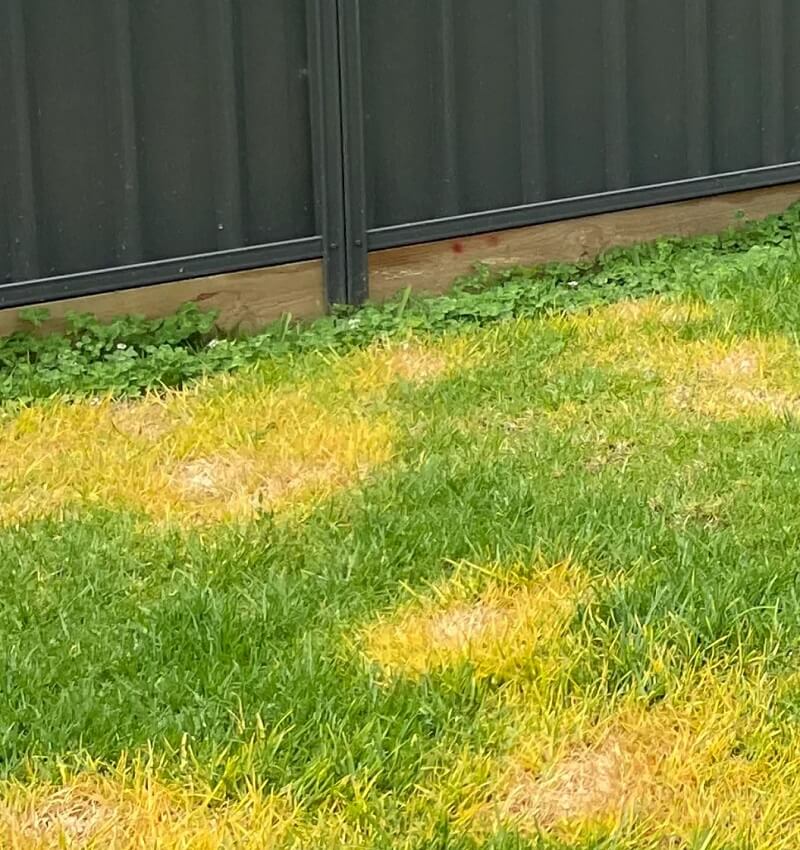 Gardener seeks answers after unwittingly spraying wrong product all ...