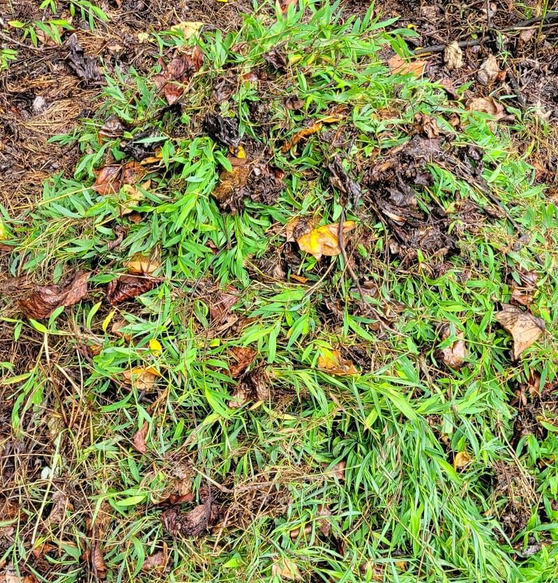 Exhausted homeowner shares before-and-after of removal of invasive ...