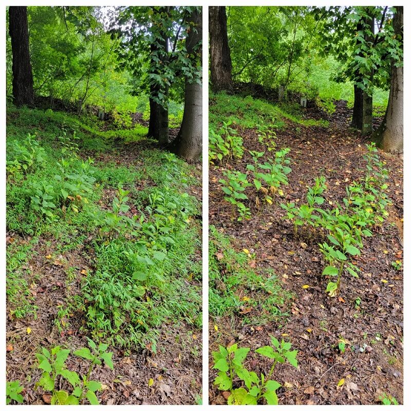 Exhausted homeowner shares before-and-after of removal of invasive ...