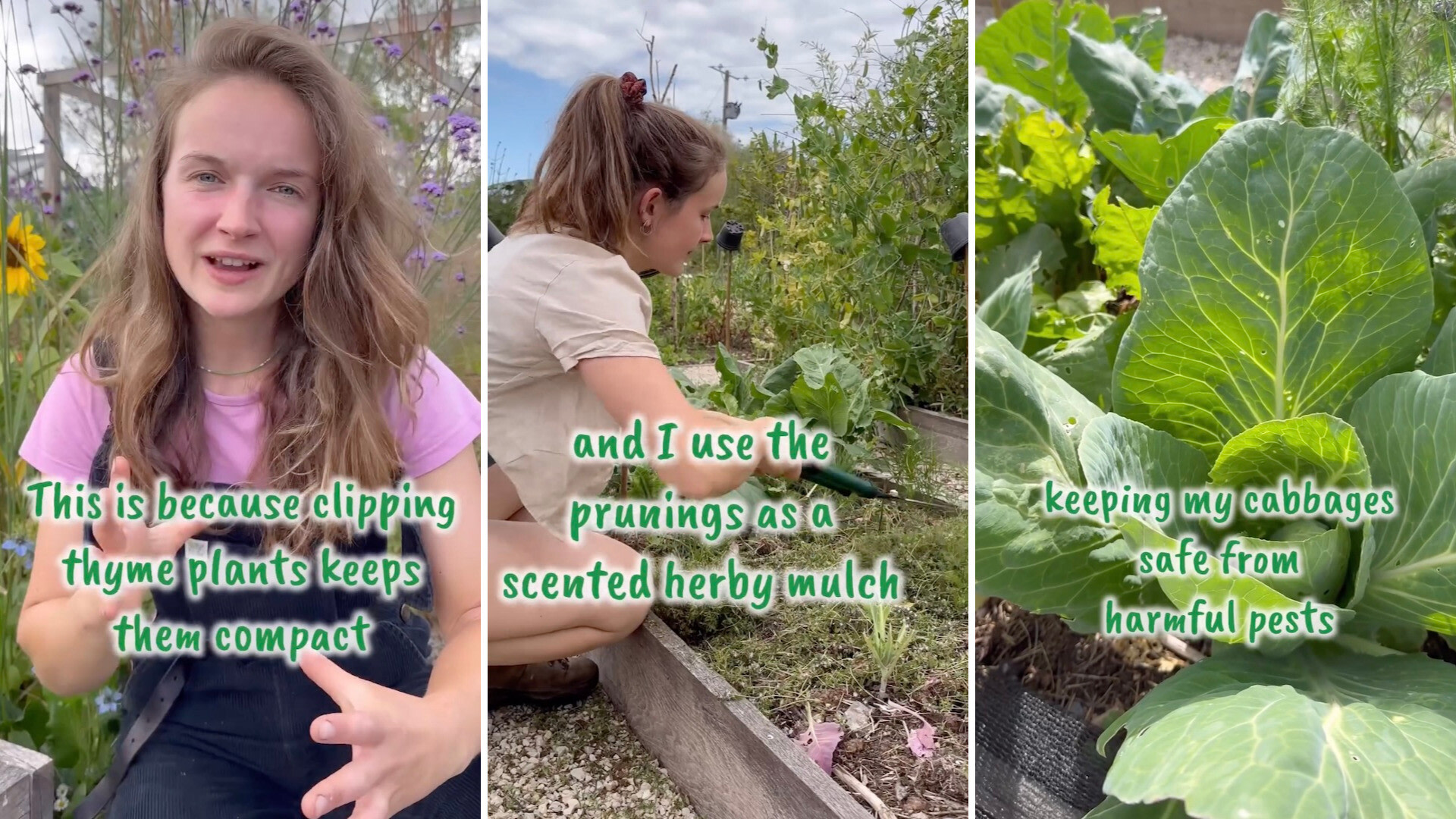 Gardening pro shares easy trick to get the most pest-repellent benefits ...