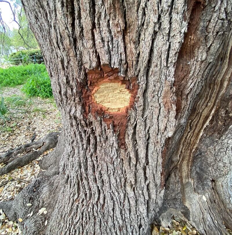 Local resident discovers disturbing damage to historic urban tree ...