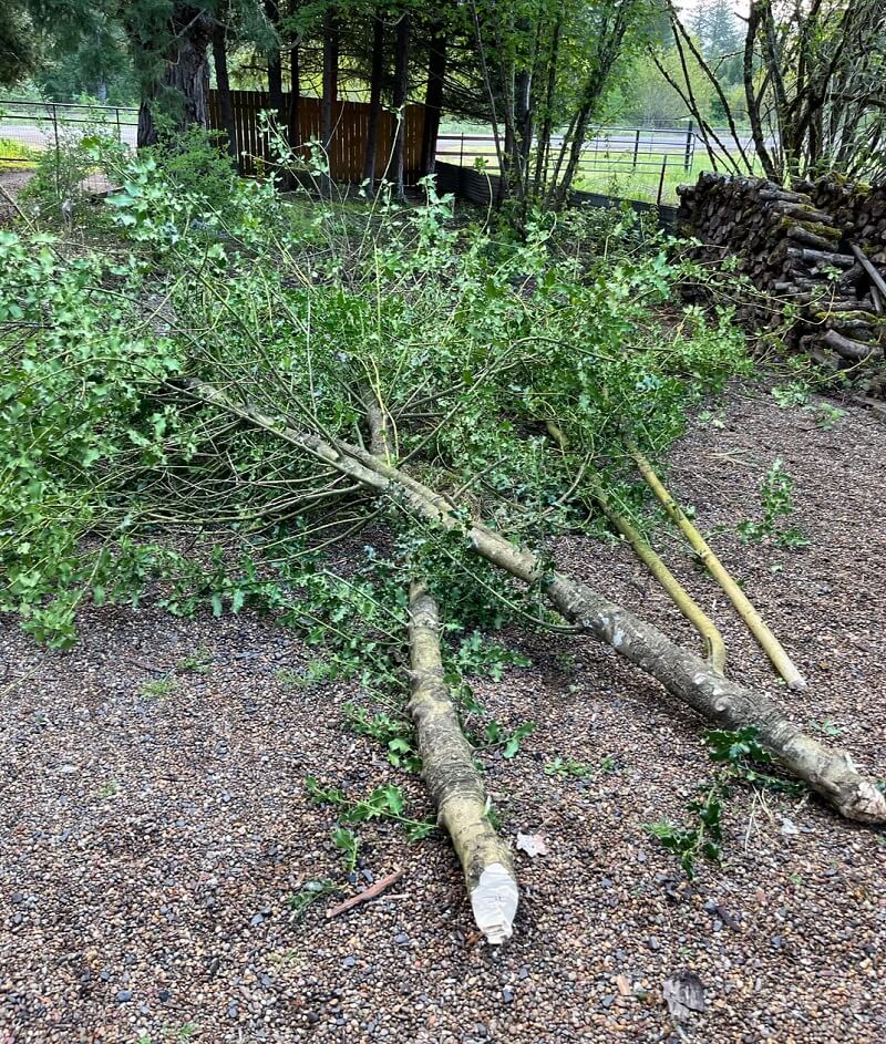 Homeowner shares aftermath of successful invasive species removal ...