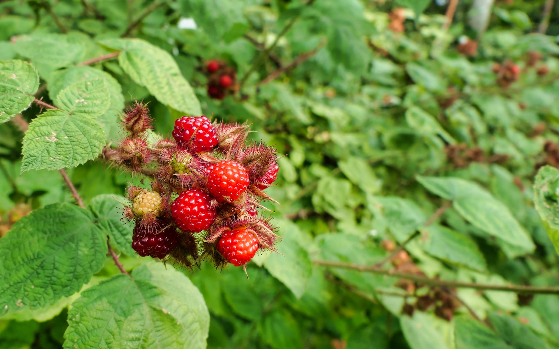 Experts advocate to collect and eat invasive berry species wreaking ...