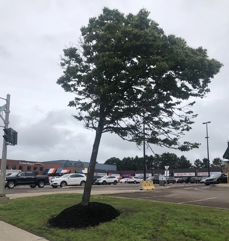 Local resident shares image of concerning landscaping trend seen around ...