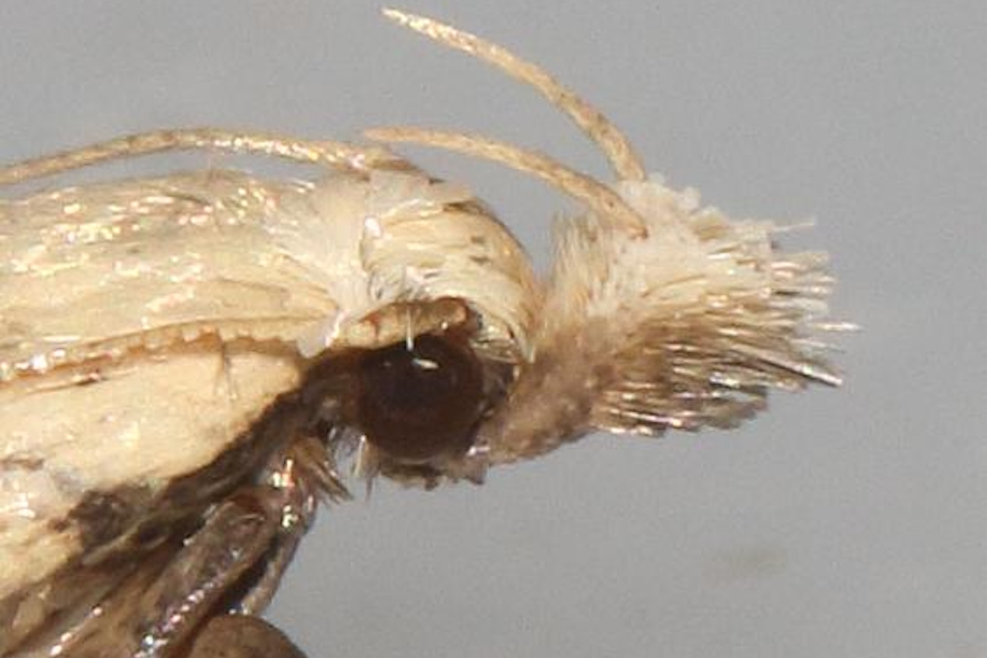 Incredible moth spotted in England for the first time in 50 years: 'It ...