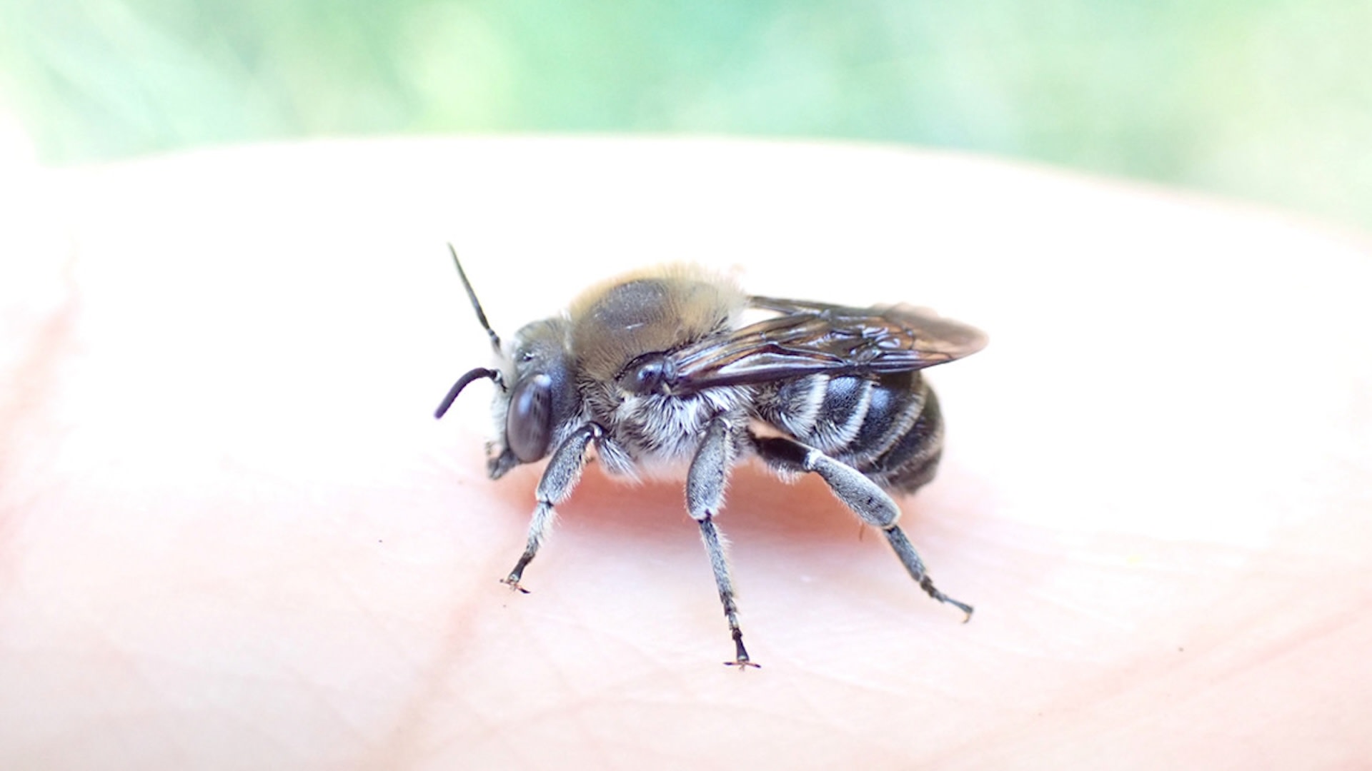 Conservationists rediscover rare bee missing for decades: 'This is ...