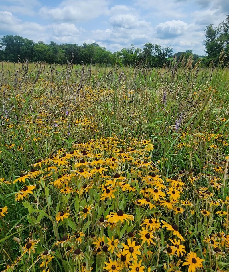 Landowner shares gorgeous images of flourishing prairie: 'That's beautiful'