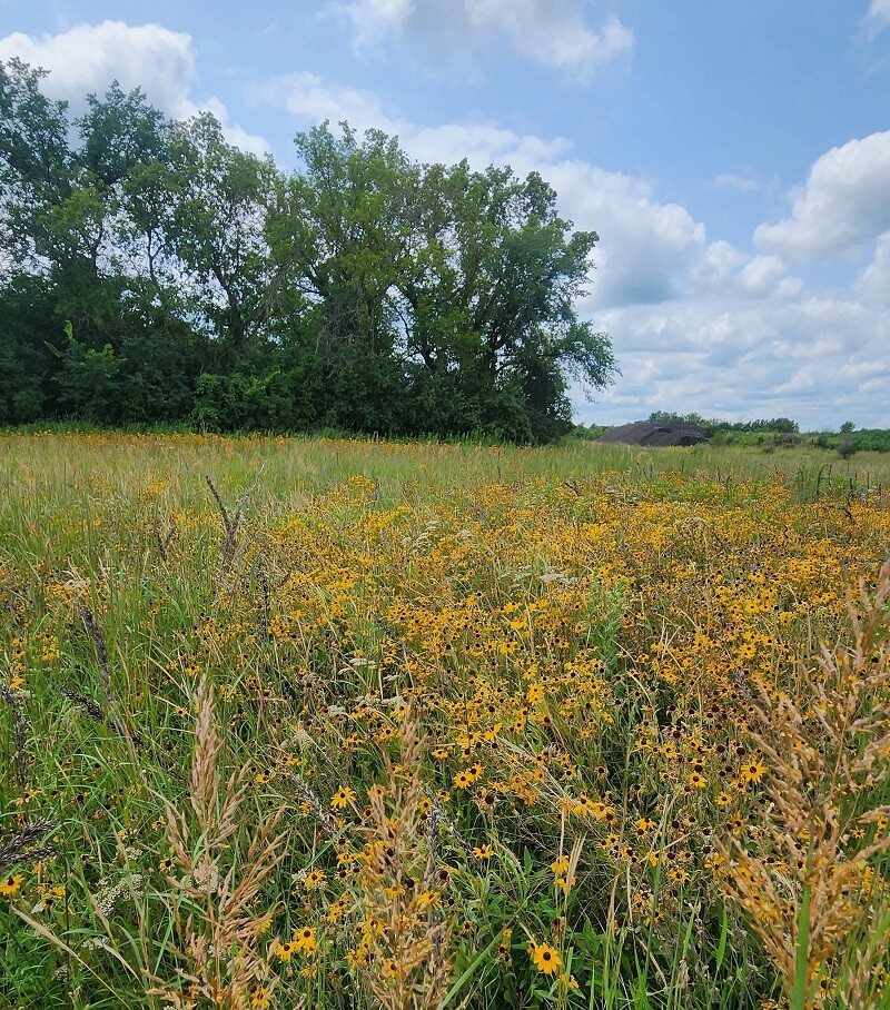 Landowner shares gorgeous images of flourishing prairie: 'That's beautiful'