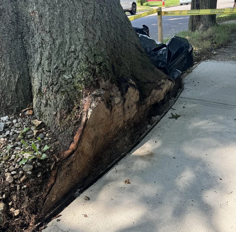 Photo of sidewalk repair job that butchered massive tree sparks upset ...