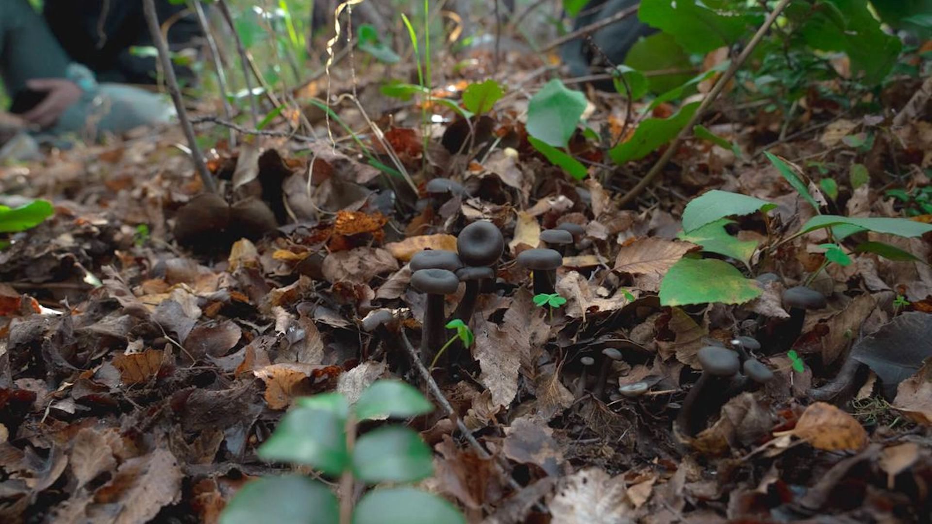 Experts rediscover one of the 'most wanted' fungi after decades-long ...