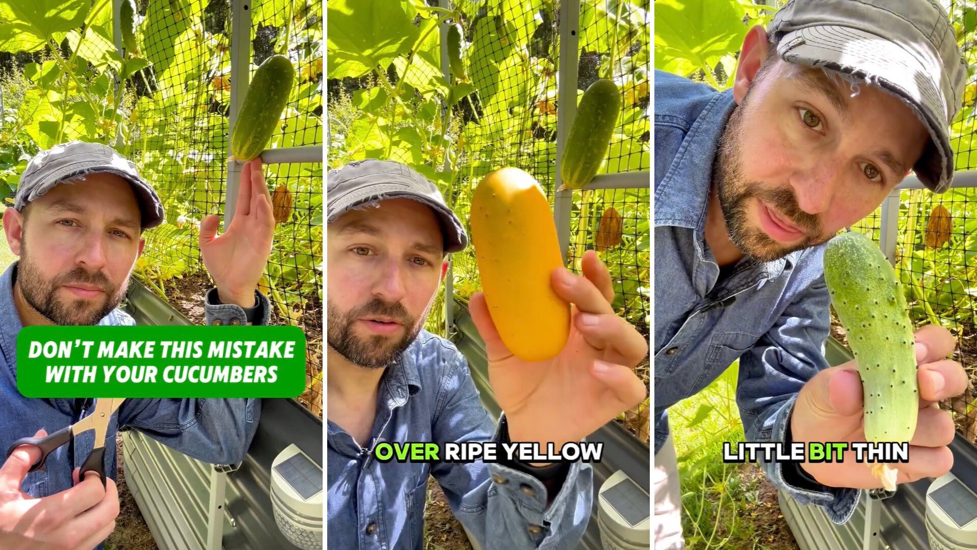 Gardener shares tips for harvesting cucumber at peak ripeness: 'Helpful ...