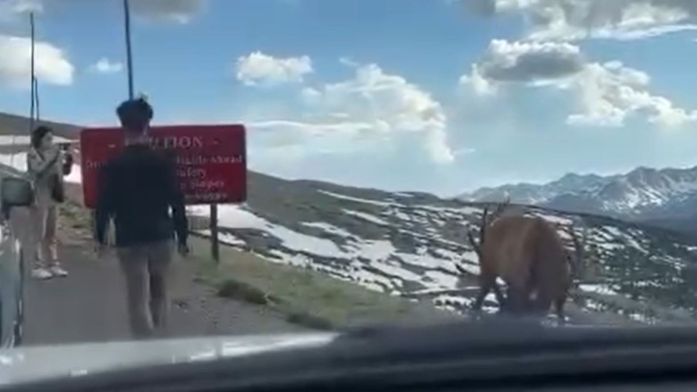 Bystander shares frustrating footage after national park tourists get dangerously close to ...