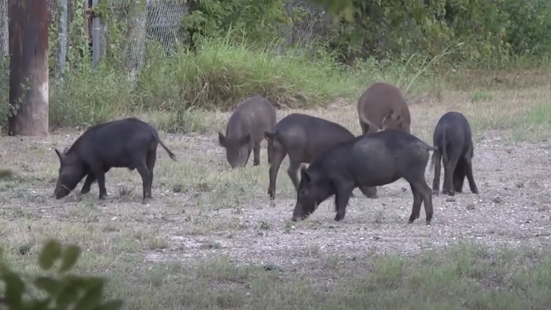 Homeowners stunned after horde of feral hogs wreak havoc on yards ...