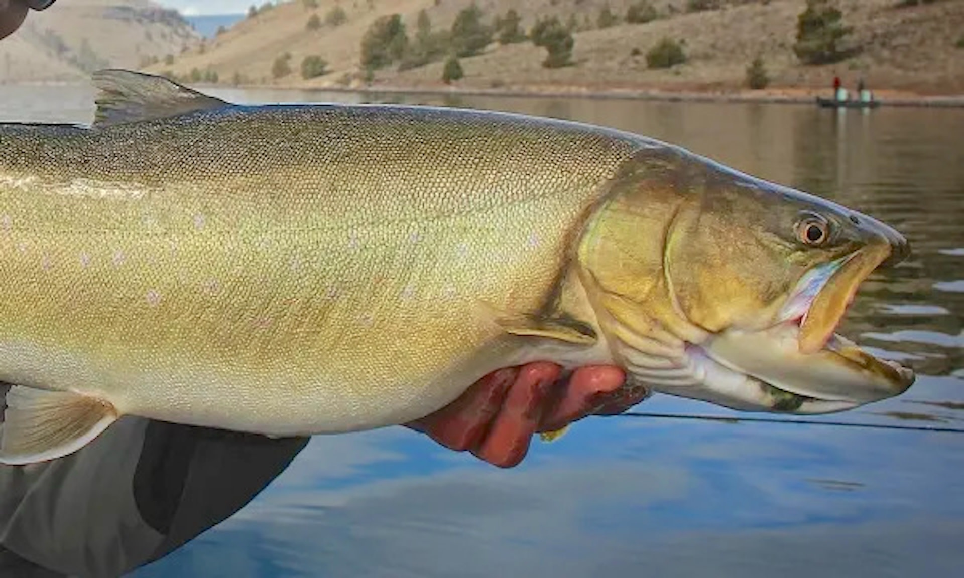 Decades-long creek restoration project sees success as threatened fish ...