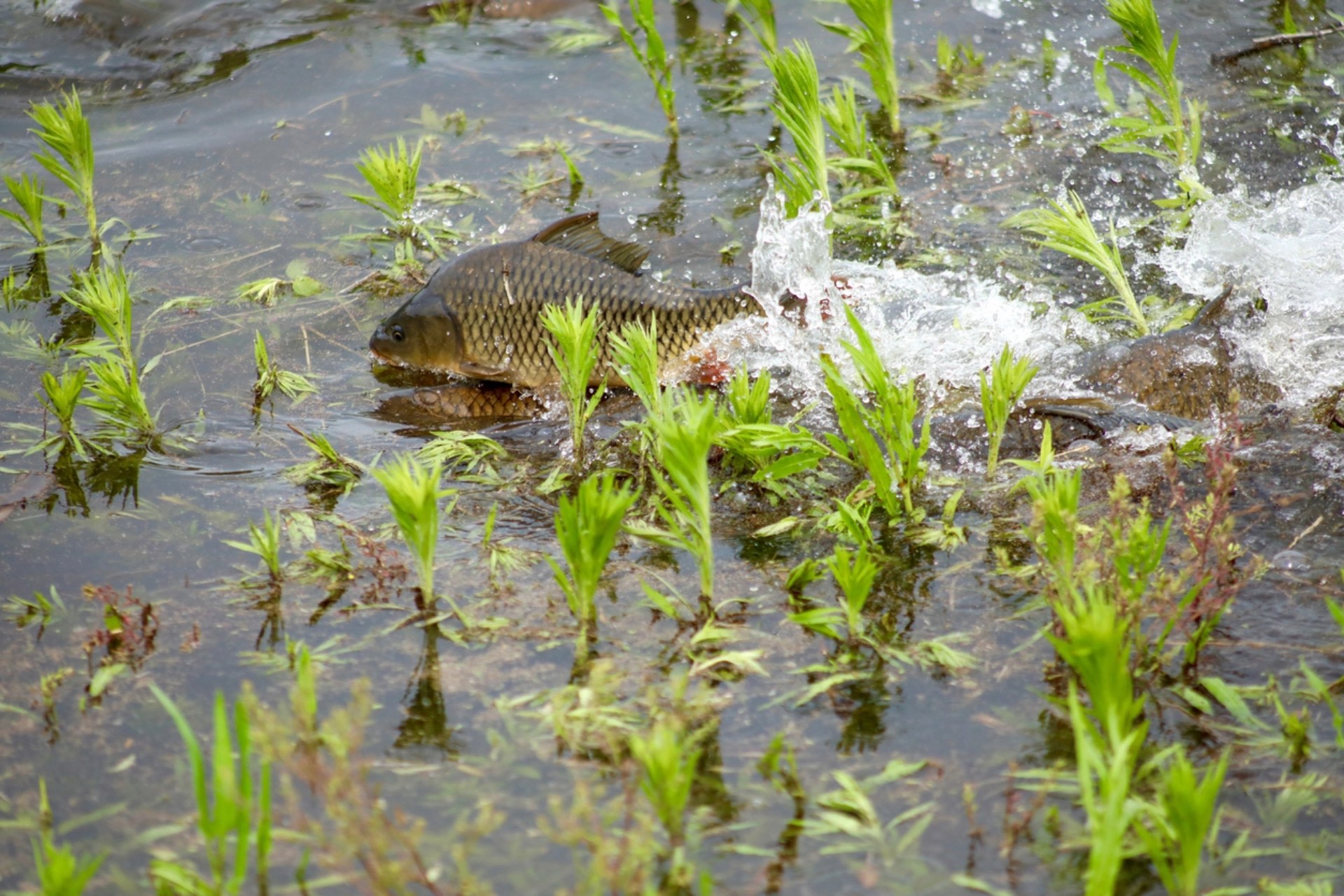 Officials use shocking method to fend off highly invasive species ...