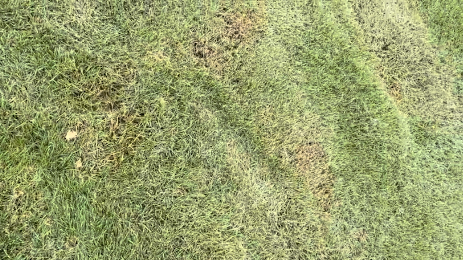 Frustrated homeowner seeks advice after discovering perplexing lawn ...