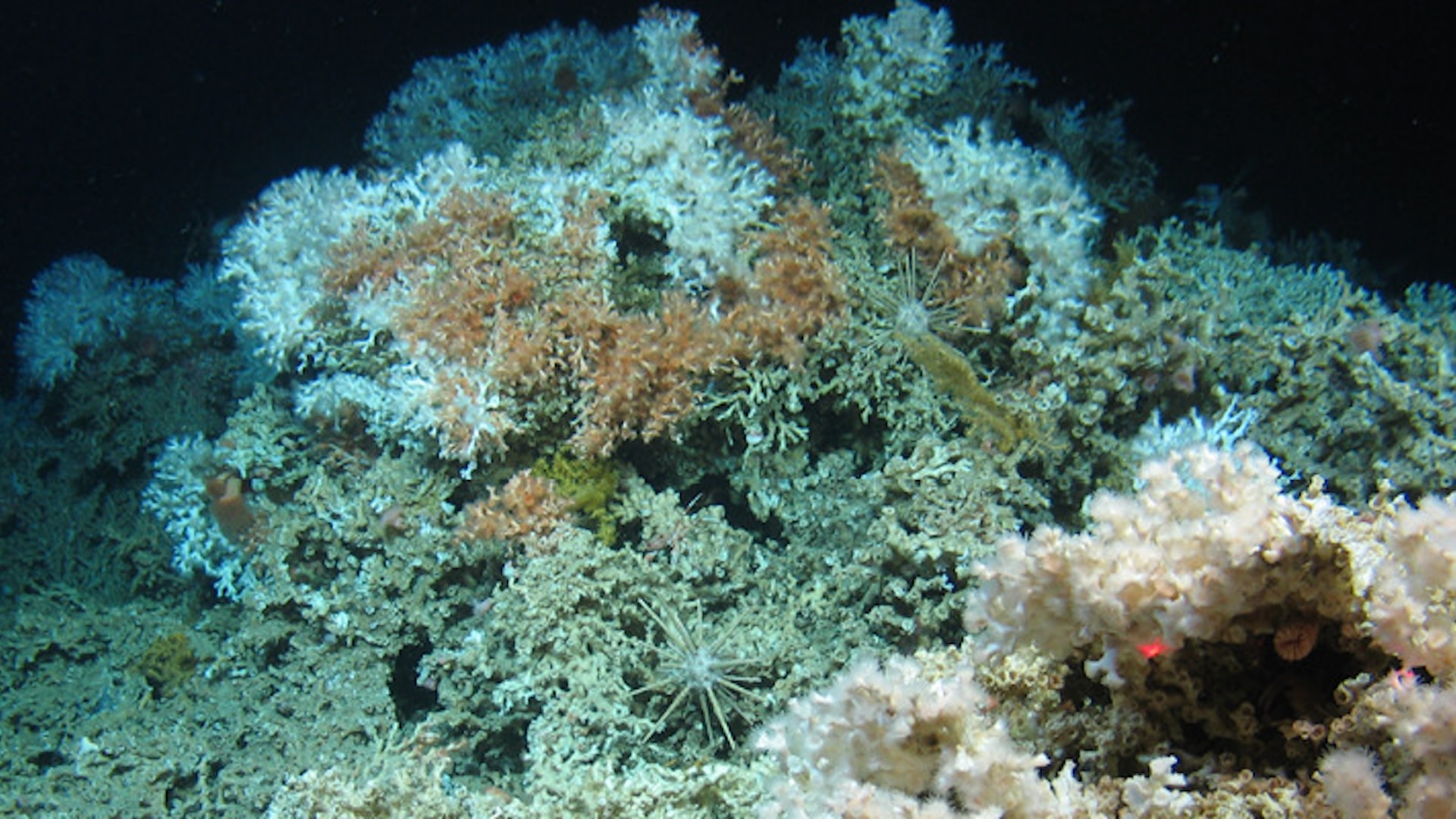 Researchers make disturbing discovery in deep-sea corals: 'Protecting ...