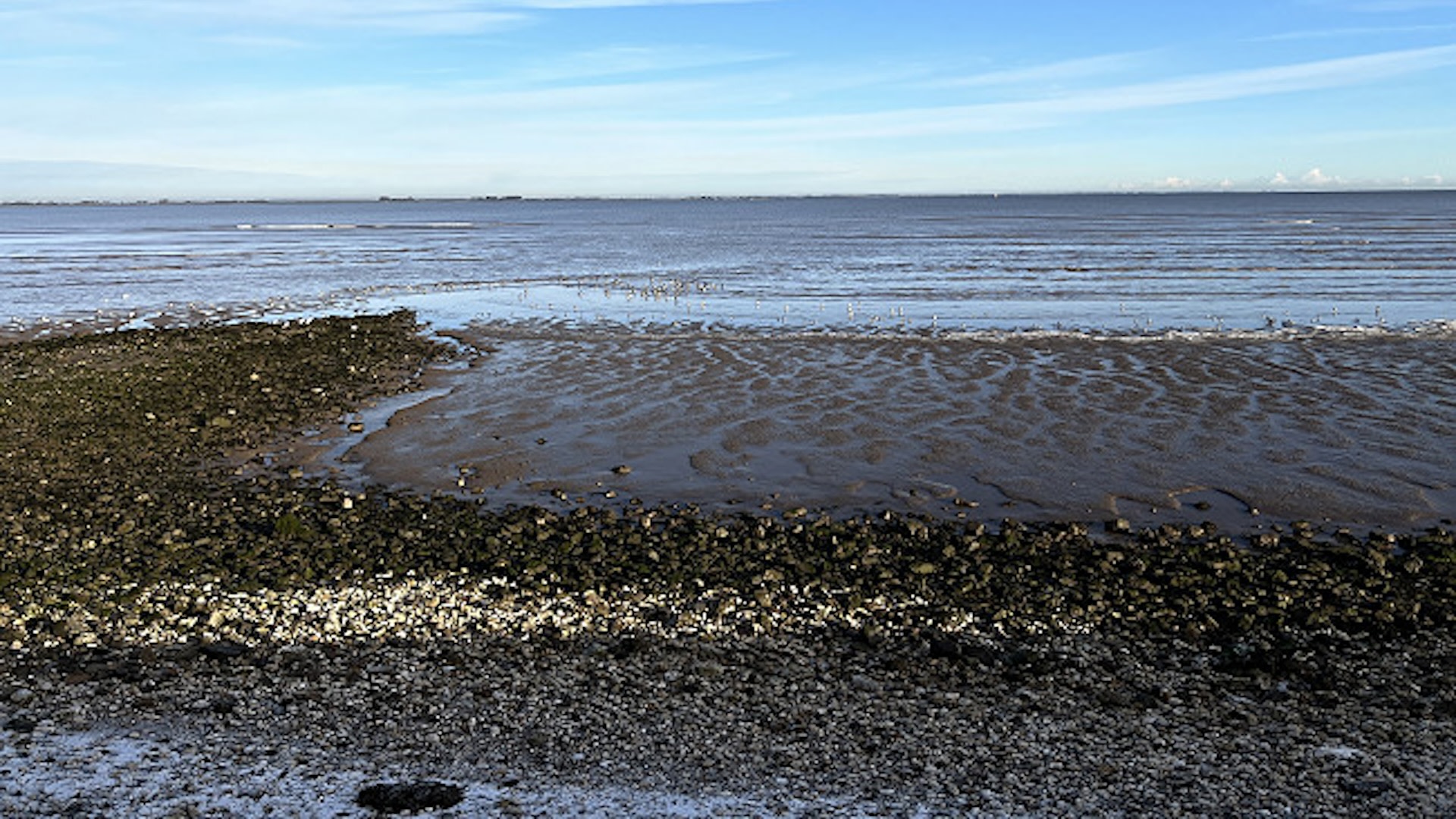 Game-changing restoration project helps to restore oyster reefs in U.K ...