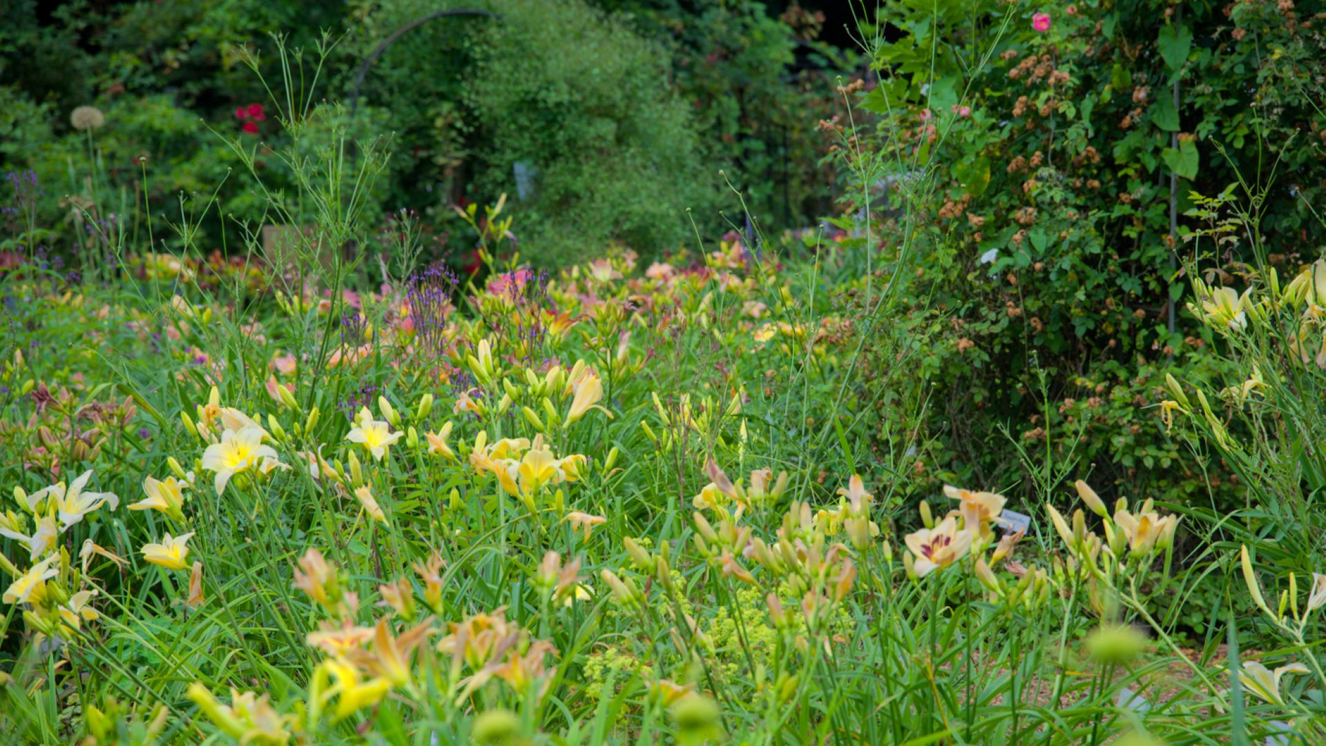 Gardener seeks advice after discovering 'nightmare' plants taking over ...