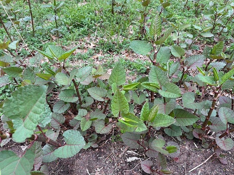 Homeowner seeks advice after discovering invasive plant near property ...