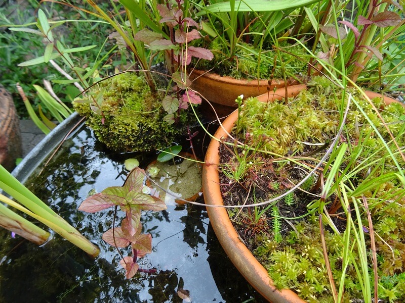 Gardener shares intriguing transformation of backyard native plant bog ...