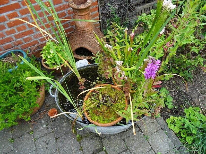Gardener shares intriguing transformation of backyard native plant bog ...