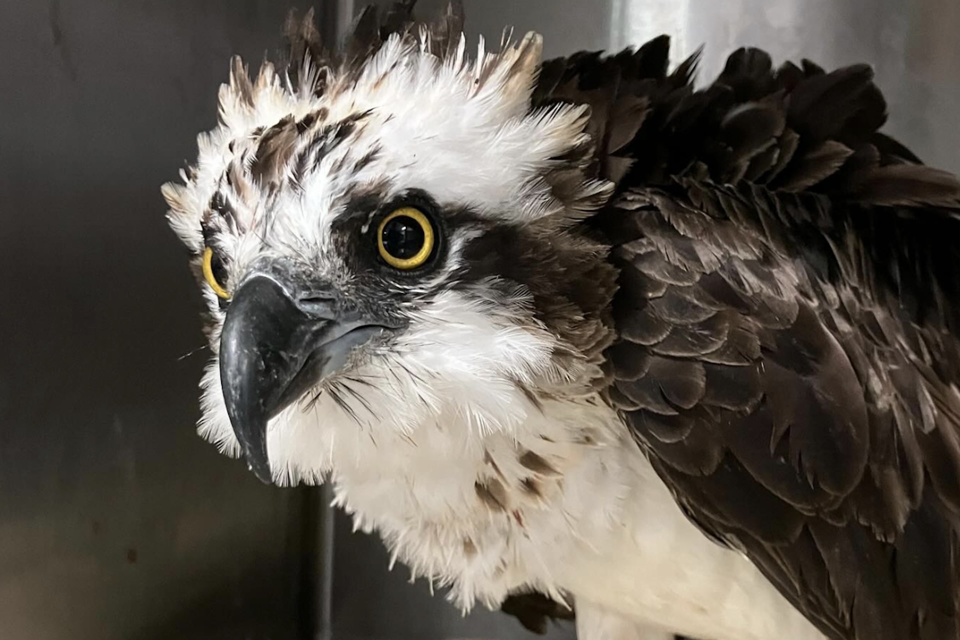 Local hero scales tree to rescue bird trapped in fishing line: 'If it ...