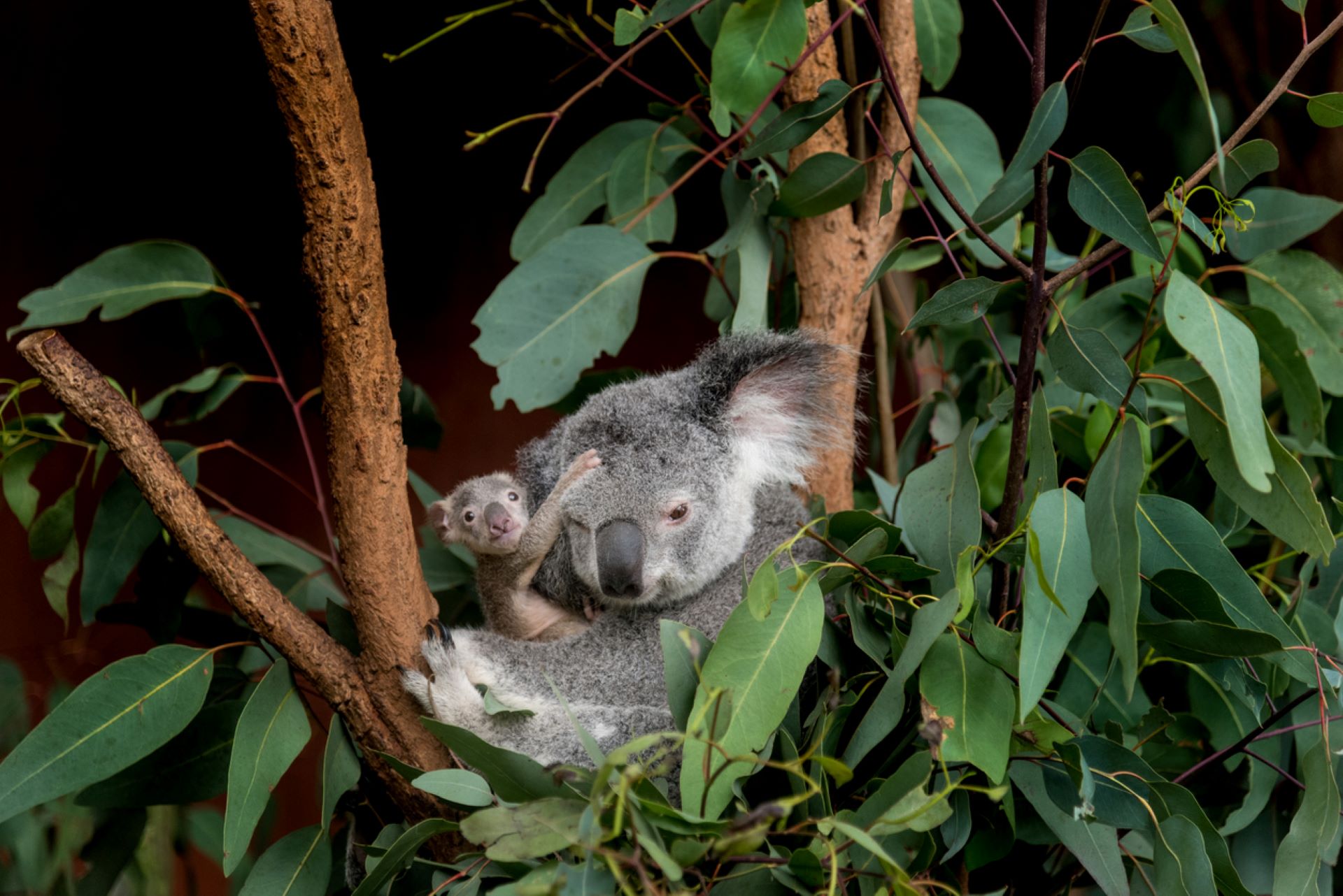 Millionaire faces $7,000 fine after allegedly cutting protected trees ...