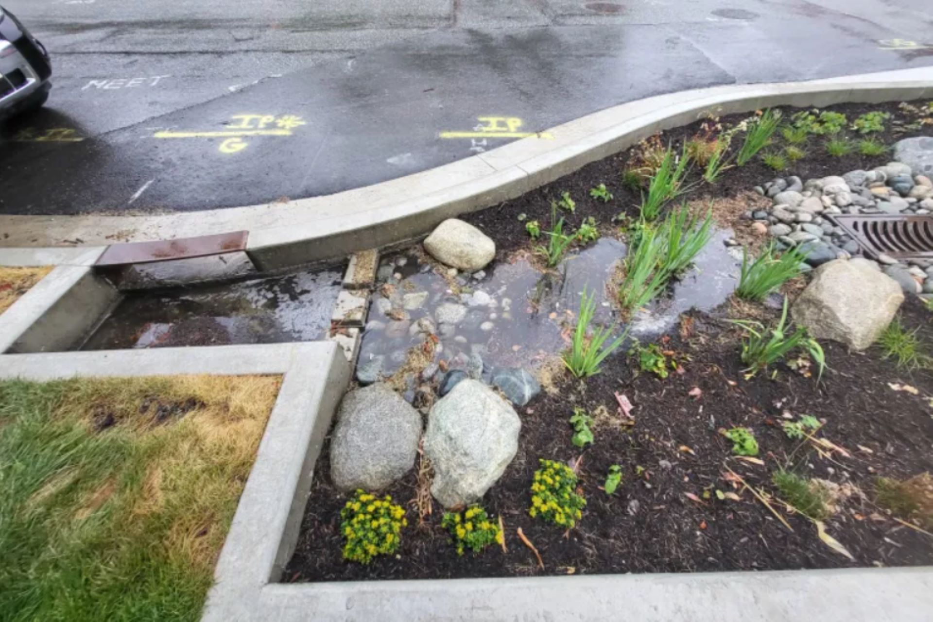 Photo shows city's impressive rain garden project in action: 'I love everything about this'