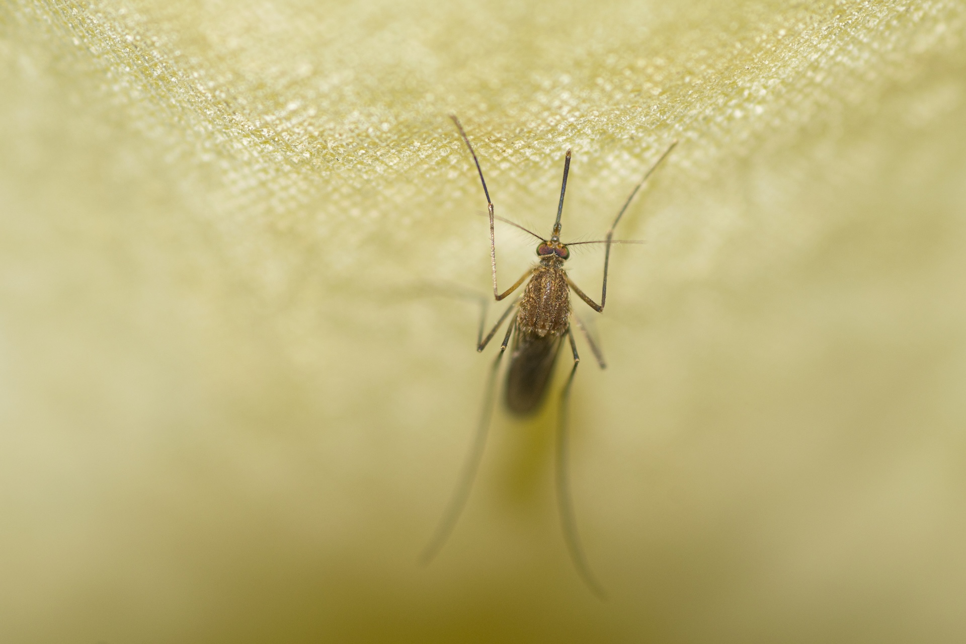 Discovery of vector-borne disease that's new to Europe has governments ...