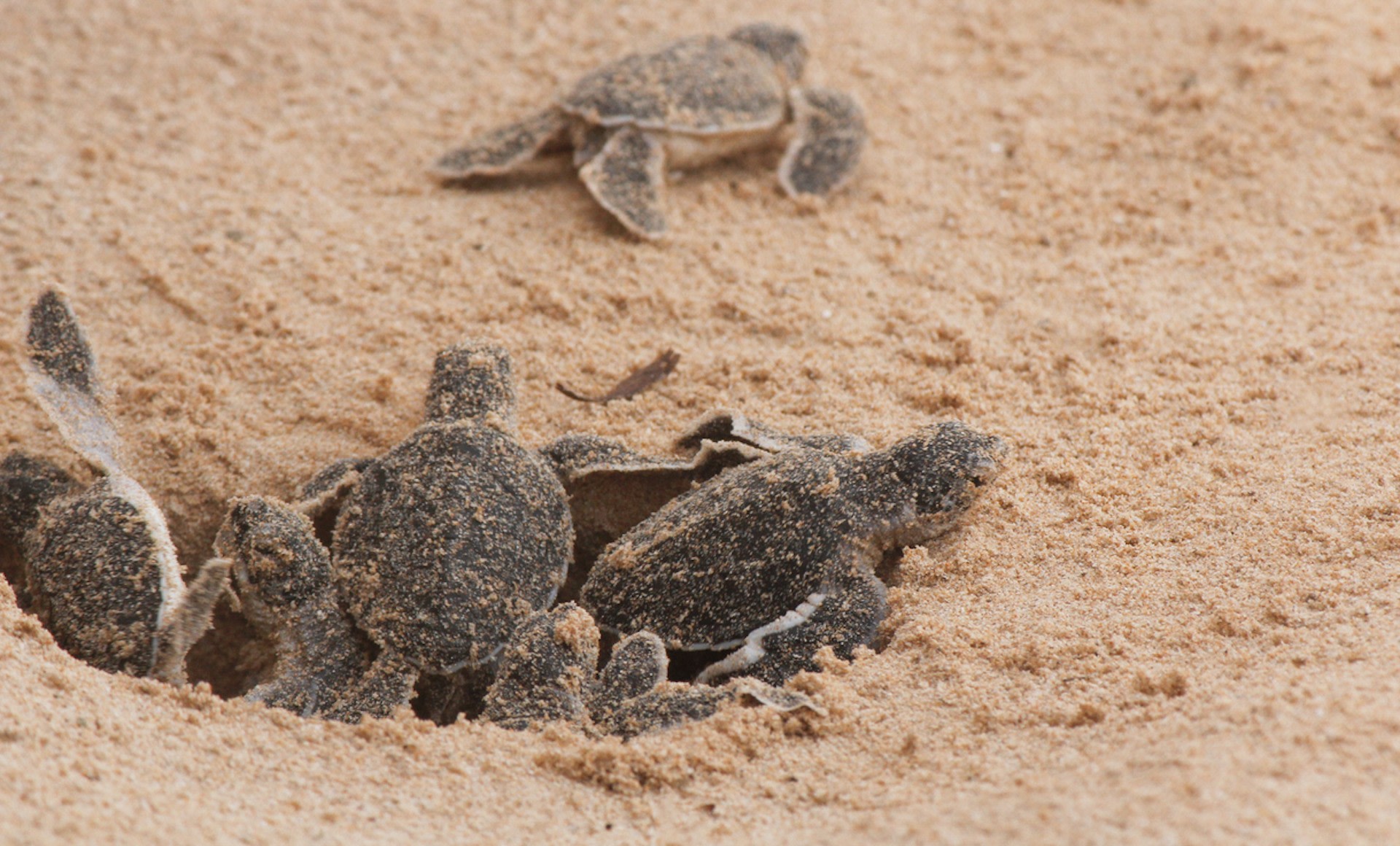 Officials celebrate after 'maternity ward' beach sees record number of ...