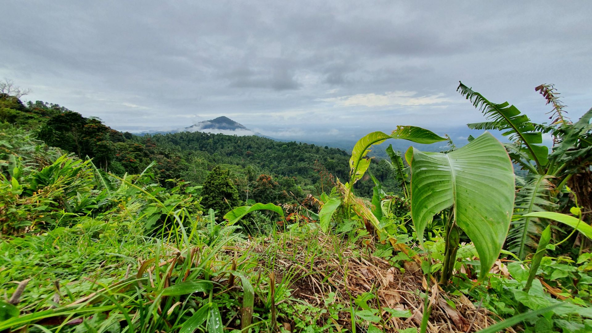 Photographer captures rare sighting of elusive creature after half ...