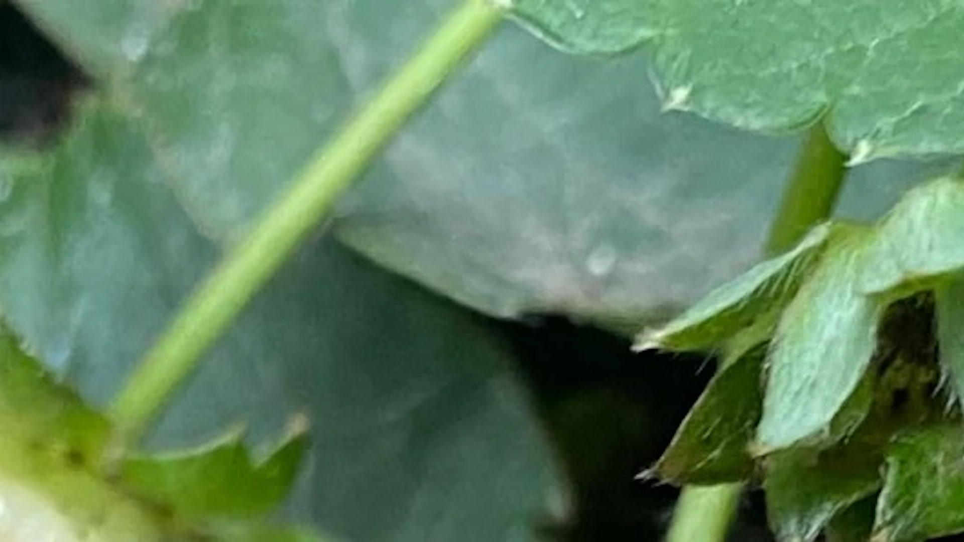 Gardener puzzled after finding disturbing parasite-carrying worms on ...