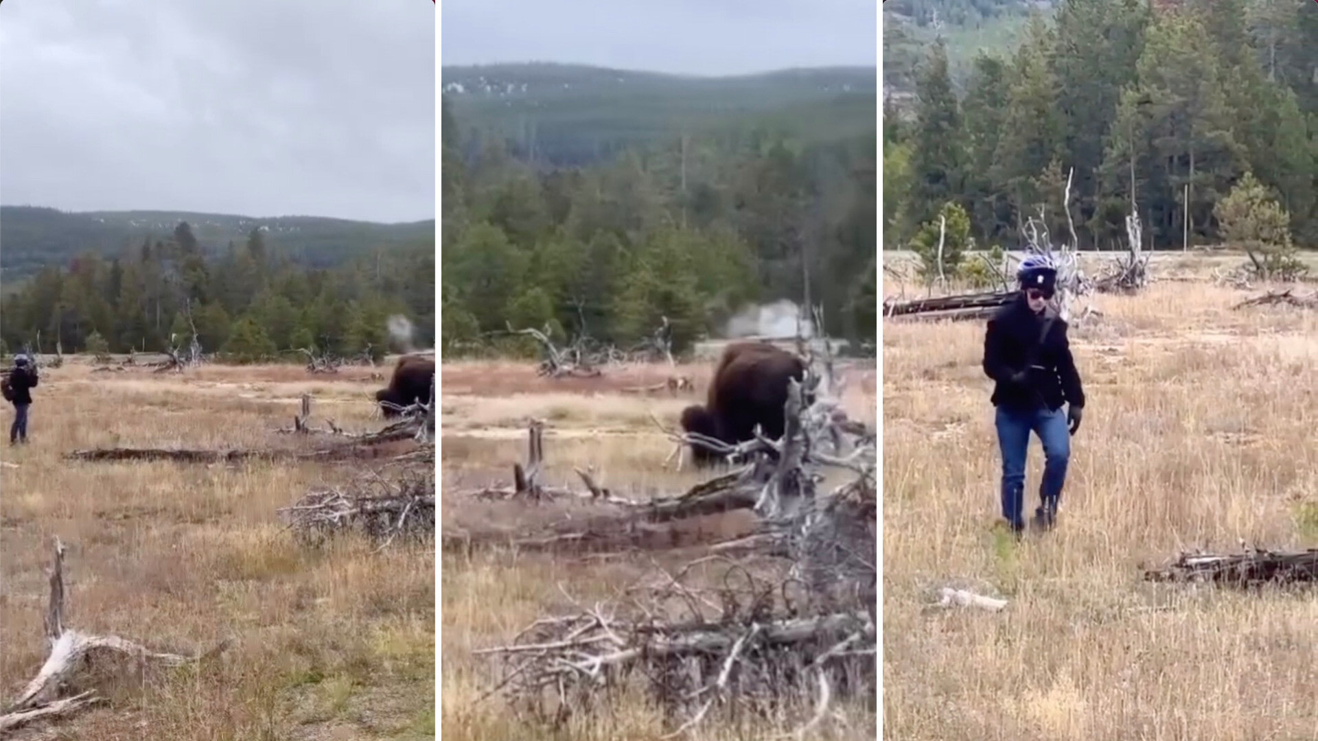 Bystander stunned after catching Yellowstone tourist going off-trail for bison selfie: 'Where ...