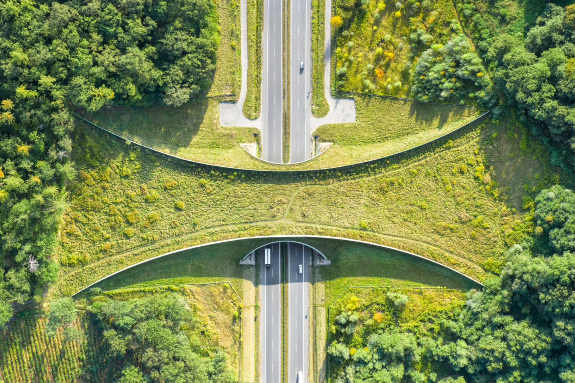 Government-backed project set to build extraordinary new wildlife ...