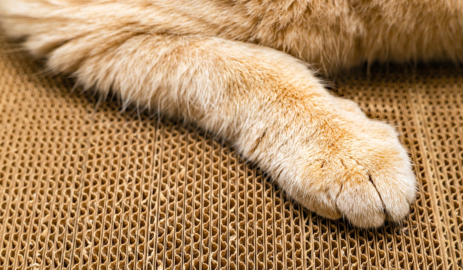 Resourceful cat owner shares 'brilliant' idea to make free, multi-life ...