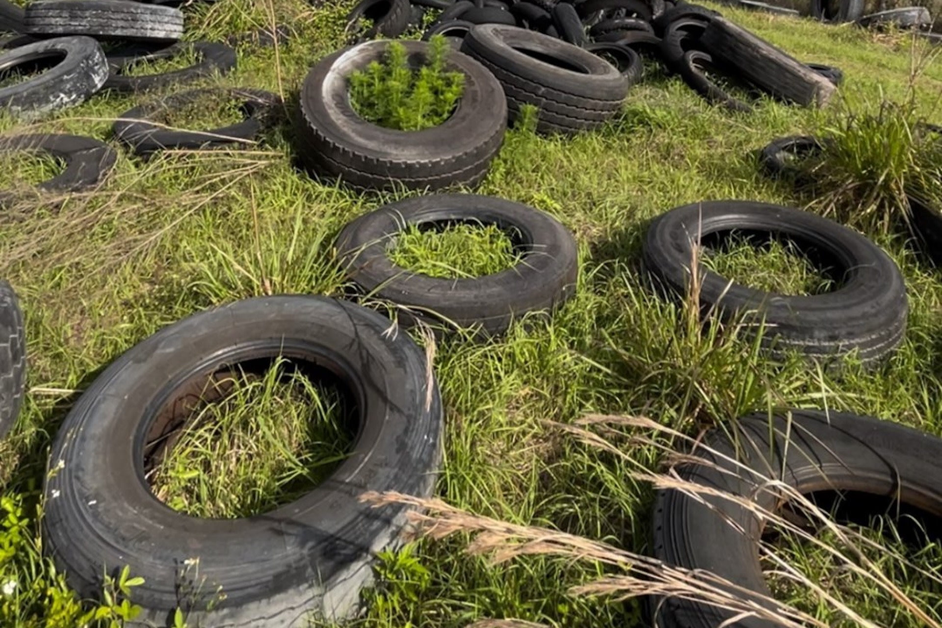 Florida man arrested for shooting at alligator while dumping thousands ...