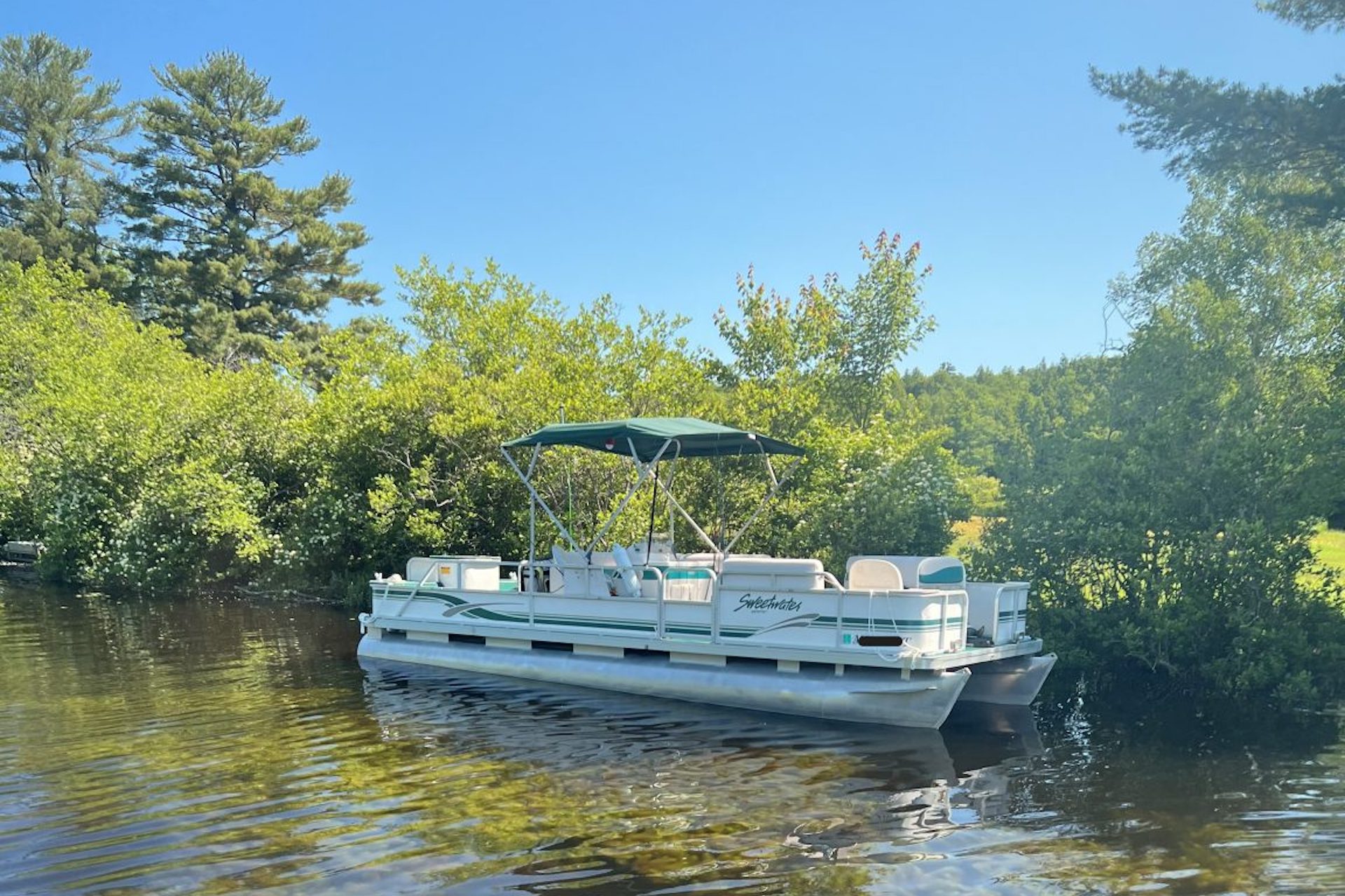 Community volunteers help to eradicate destructive invasive species in ...