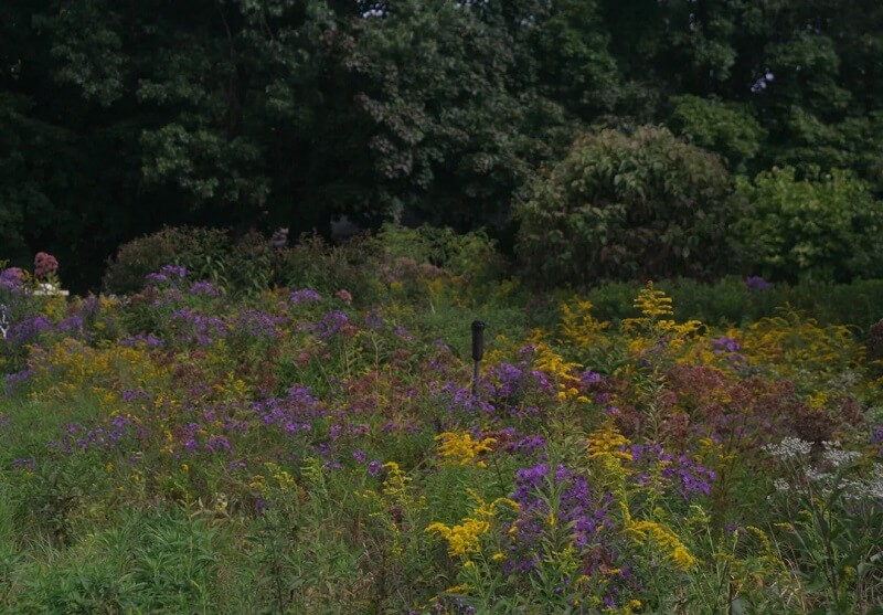Employee sparks hope with photo of landscaping outside corporate ...
