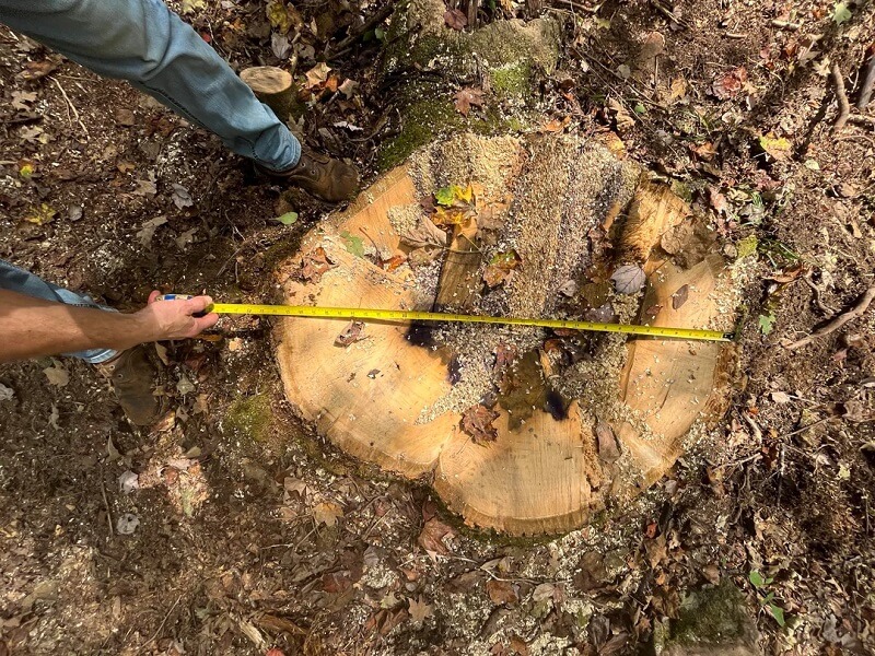 Property owner seeks advice after trespassing neighbor cuts down trees ...