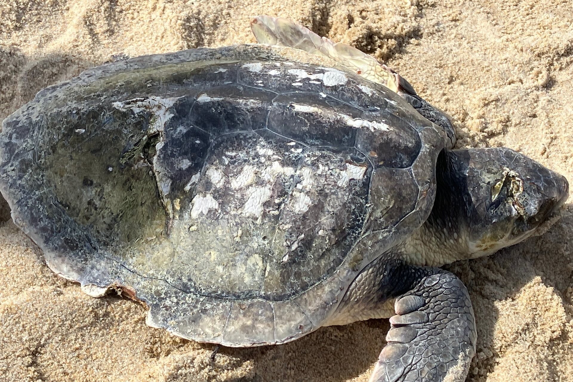 Rescuers face race against time to rehabilitate sea turtle struck by ...