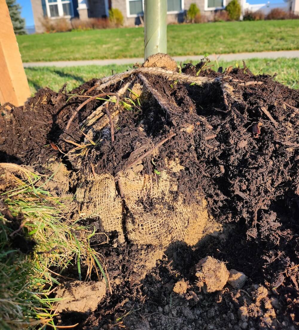 Homeowner concerned after noticing glaring issues with HOA-planted ...