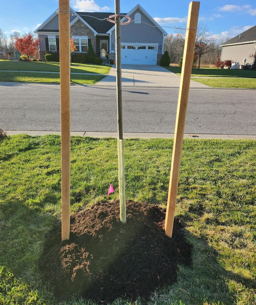 Homeowner concerned after noticing glaring issues with HOA-planted ...