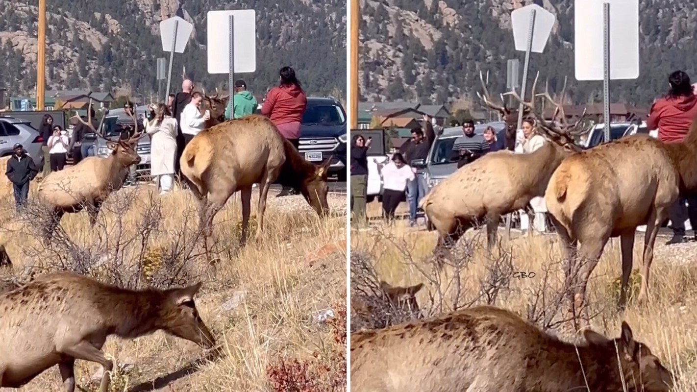 Startling footage shows national park tourists dangerously swarm around elk herd: 'Sad to see ...