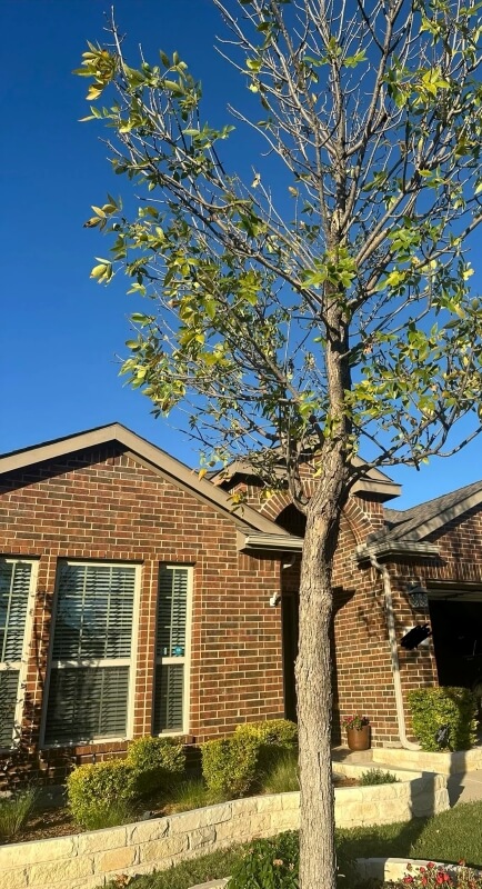 Gardener learns warning signs of suffocation after noticing decline of ...